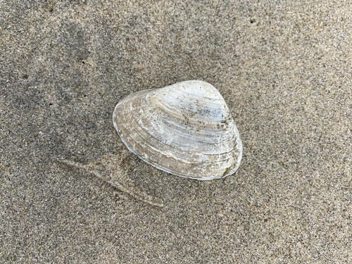Hemphill Surfclam (China Cove Organisms) · iNaturalist