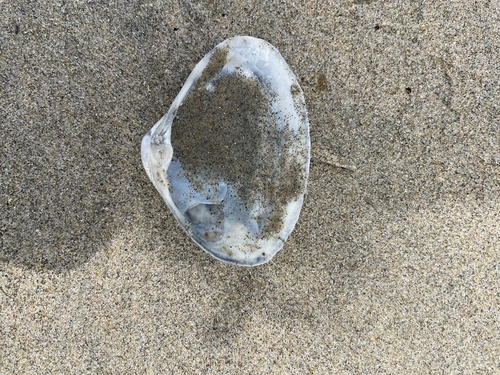 Hemphill Surfclam (China Cove Organisms) · iNaturalist