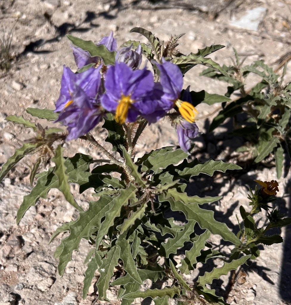 silverleaf nightshade from W Caprock St, Hobbs, NM, US on June 23, 2024 ...