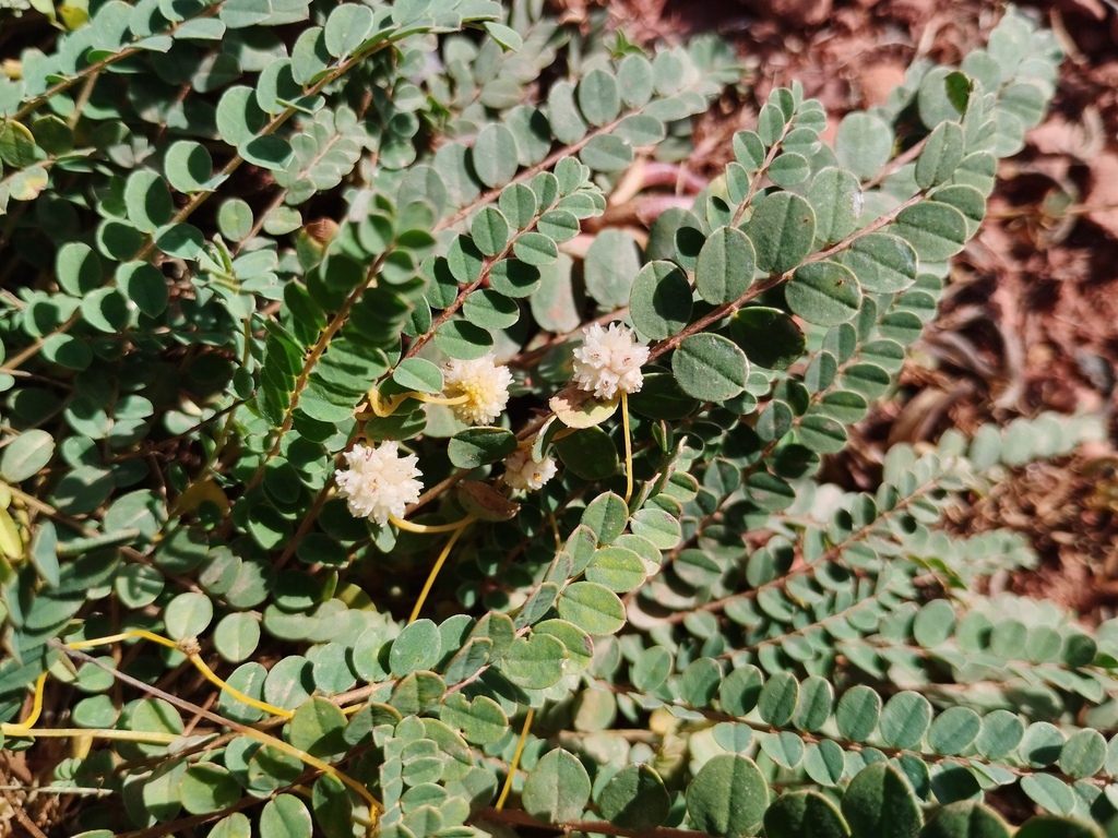 Alfalfa Dodder from Barcelona, Espanya on June 23, 2024 at 10:35 AM by ...