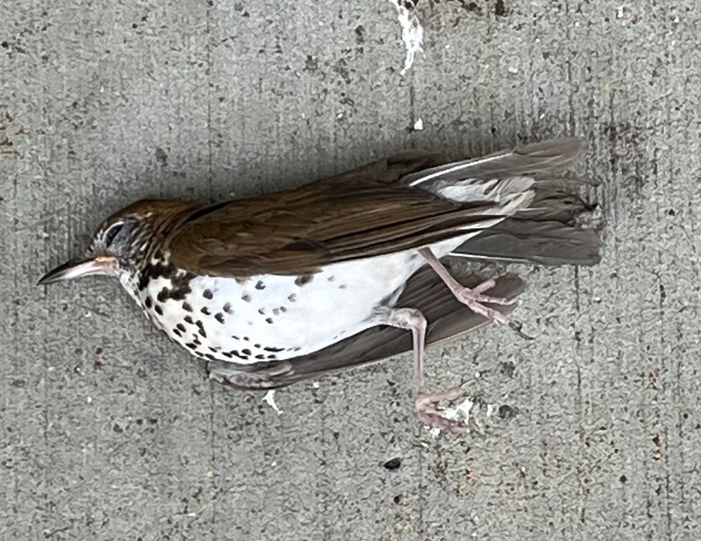 Wood Thrush from W Main St, Kalamazoo, MI, US on June 21, 2024 at 09:09 ...