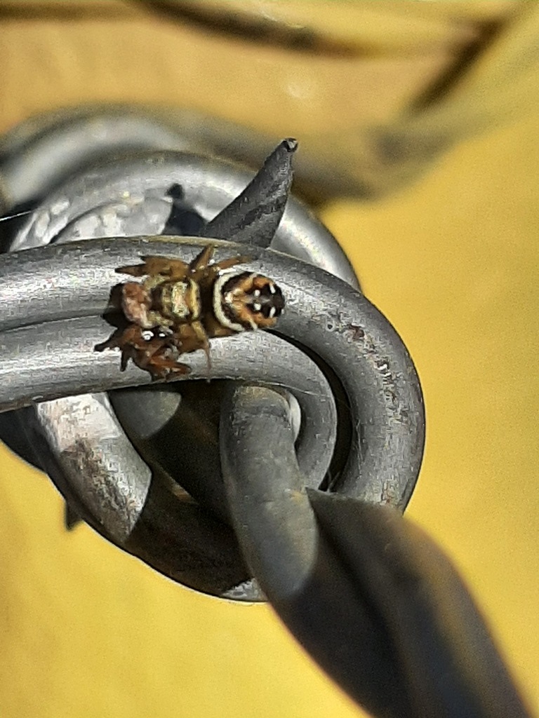 Apache Jumping Spider from Otero County, CO, USA on June 21, 2024 at 07 ...