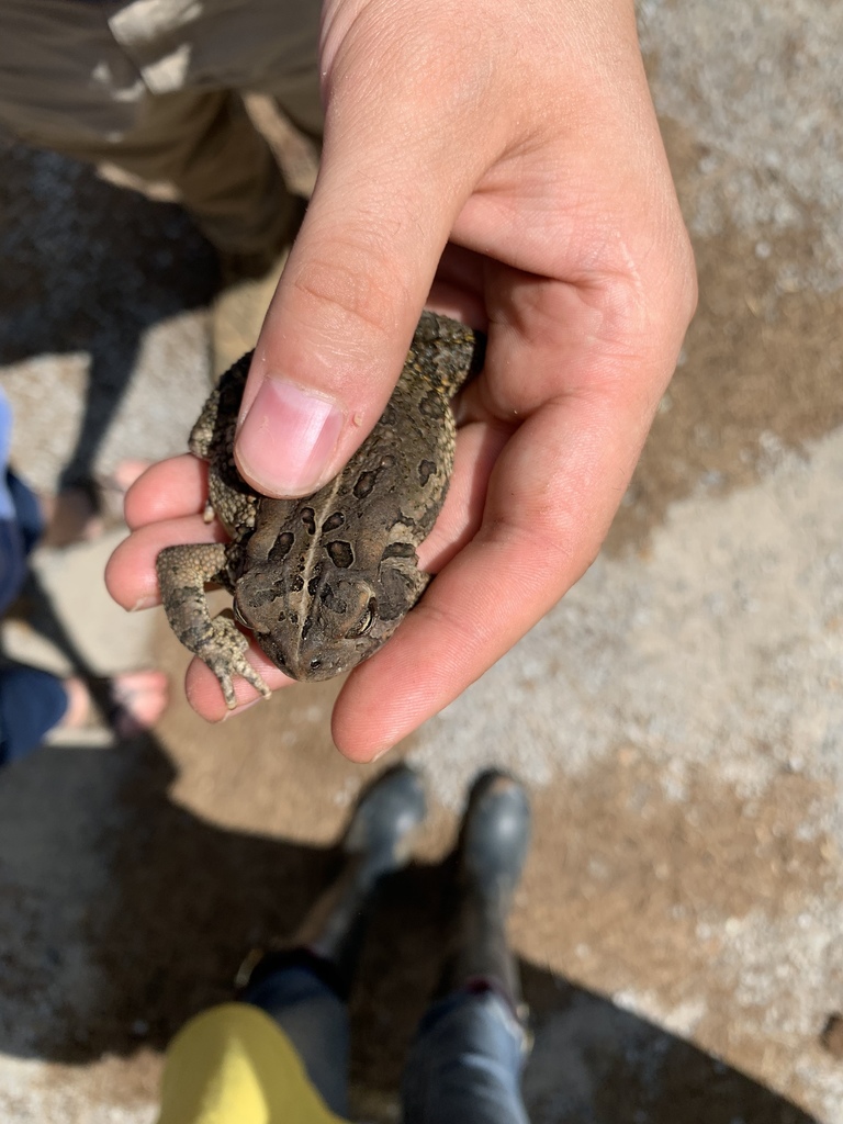 American Toad from William B. Bankhead National Forest, Houston, AL, US ...