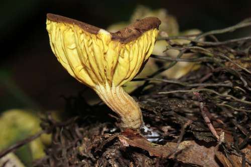 Phylloporus rimosus · iNaturalist