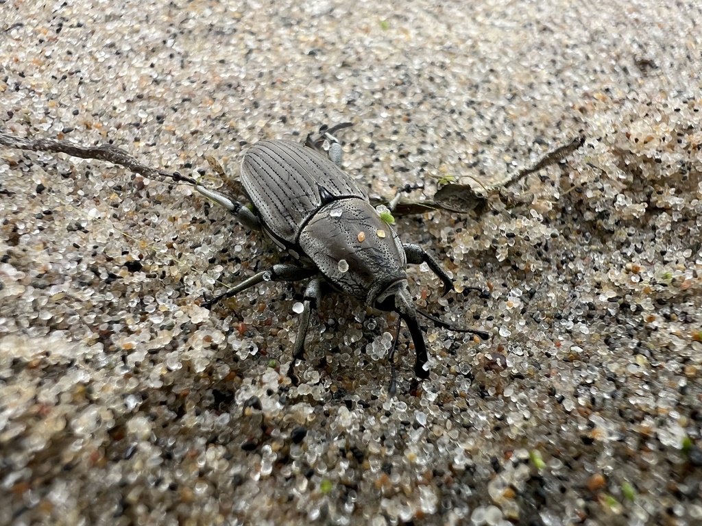 Clay-colored Billbug from Lake Michigan, Holland, MI, US on June 22 ...