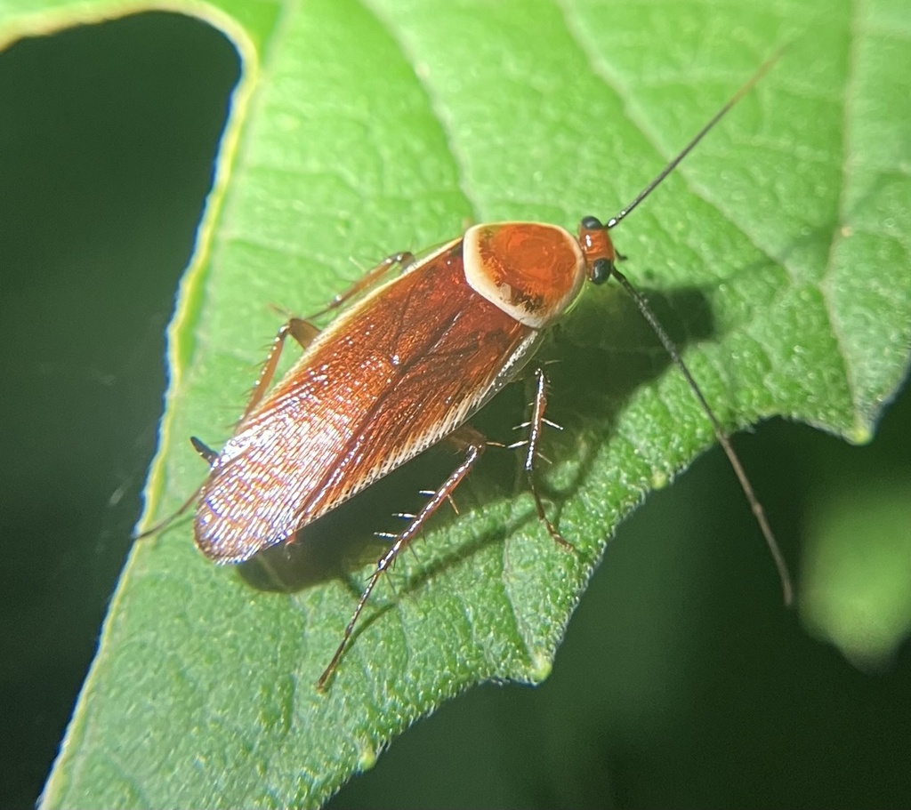 Pseudomops | Flight Rising
