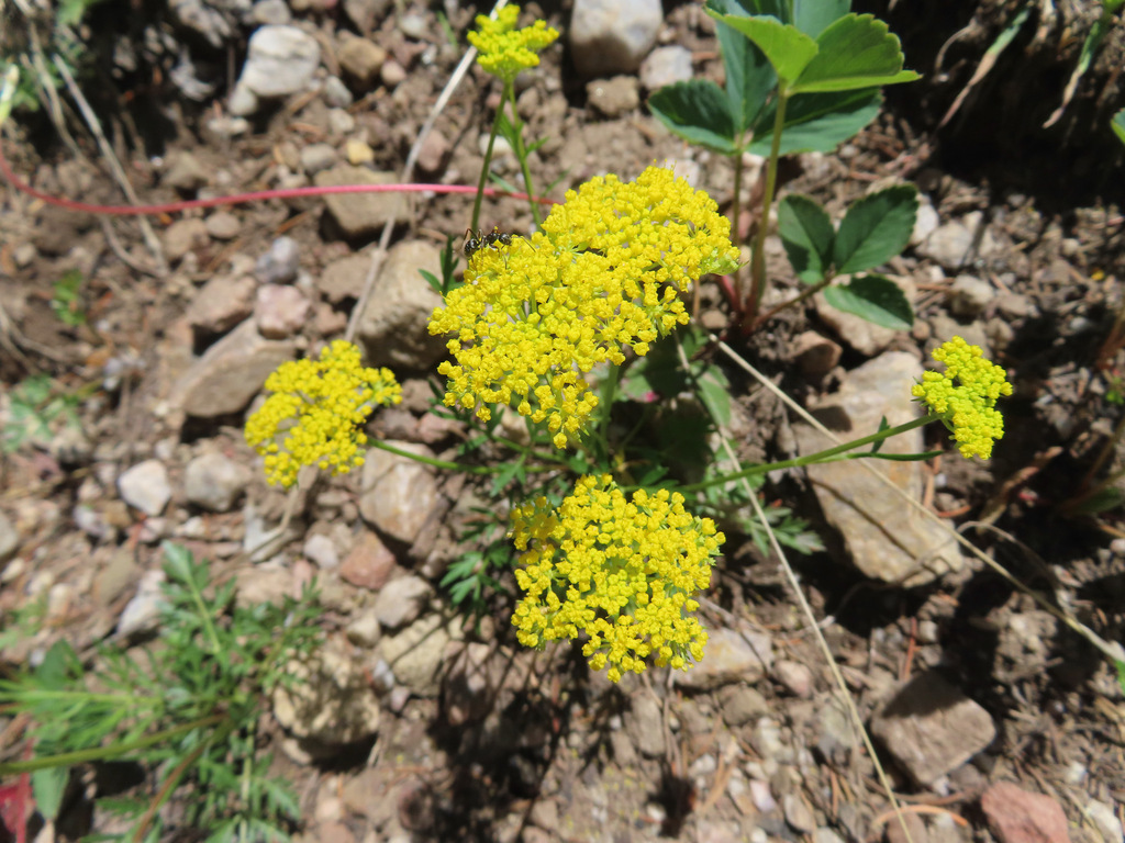Alpine False Springparsley from Taos County, NM, USA on June 12, 2024 ...