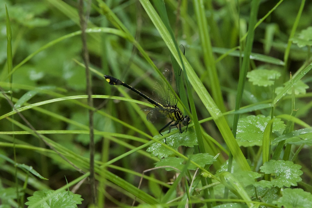 Cobra Clubtail from Washington County, US-MD, US on May 17, 2024 at 06: ...