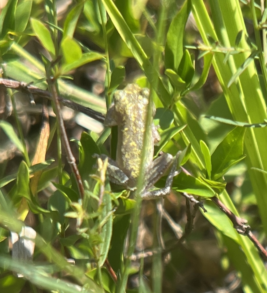 Pine Woods Tree Frog from Pender County, NC, USA on June 16, 2024 at 10 ...