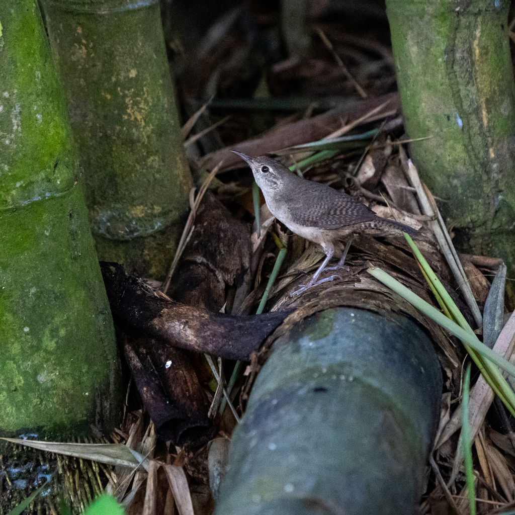 House Wren from City of Knowledge, Panama City, Panamá Province, Panama ...