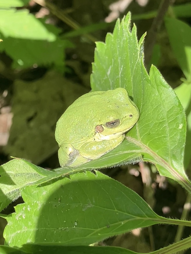 Gray Treefrog Species Complex from 129th Ave N, Dayton, MN, US on June 23, 2024 at 12:14 PM by ...