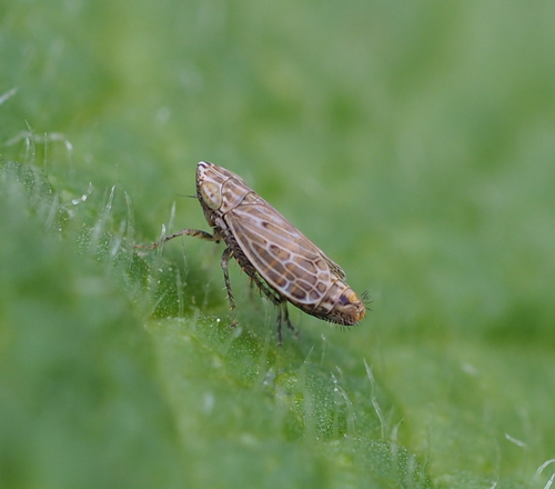 Genus Turrutus · iNaturalist United Kingdom