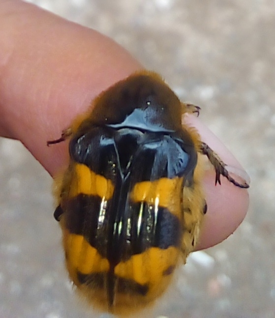 mayate de la calabaza desde Tecalitlán el 23 de junio de 2024 a las 11: ...
