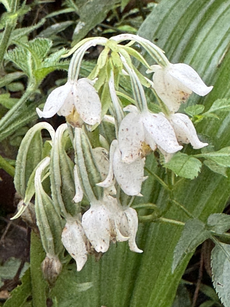 Calanthe calanthoides from Pérez Zeledón, San José, CR on June 23, 2024 ...