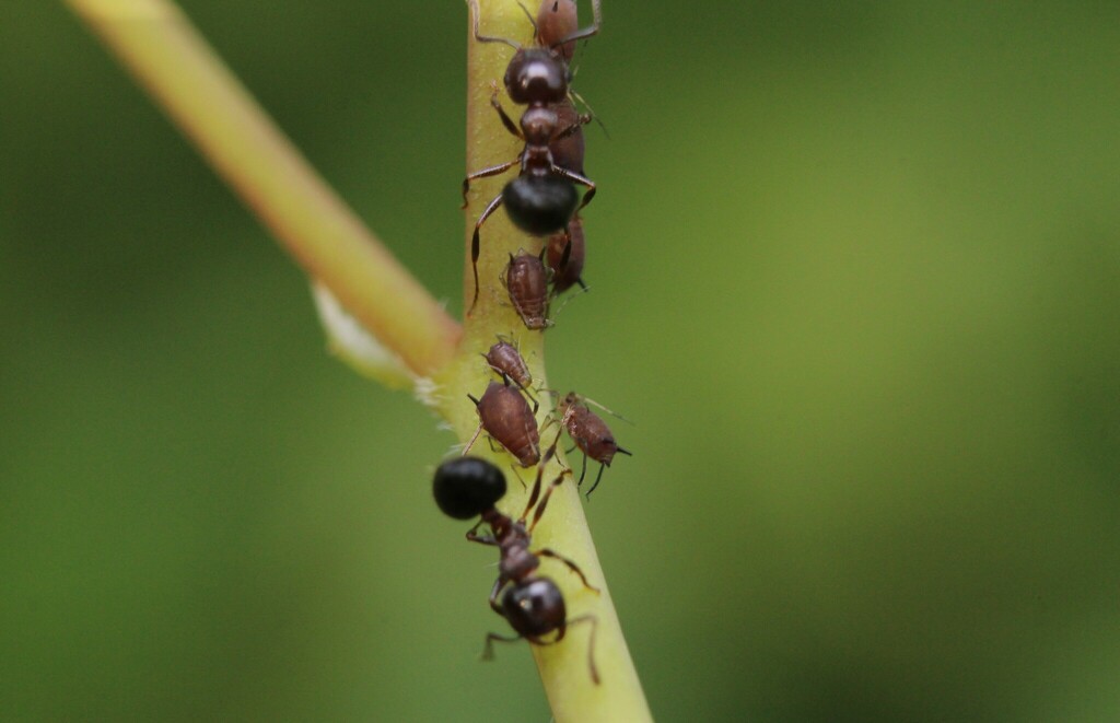 grapevine aphid in June 2024 by Matthew Lindsey. For the aphids ...