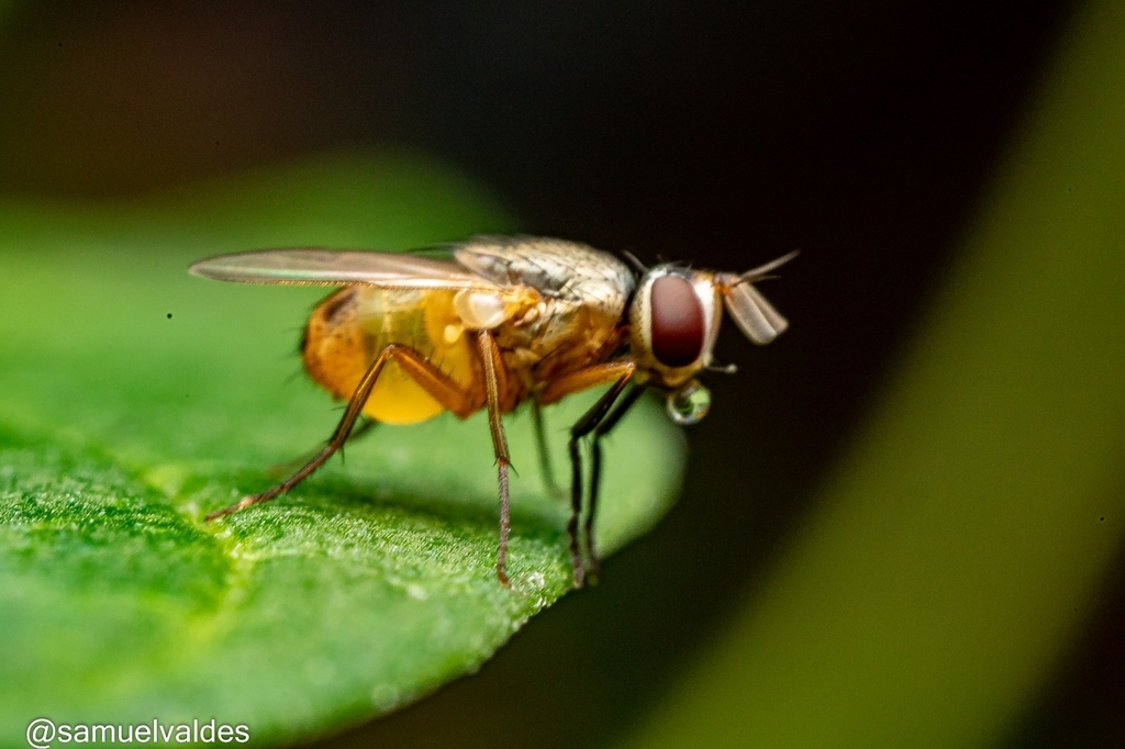 Shoot Flies from Panamá, PA-PN, PA on June 23, 2024 at 01:26 PM by ...