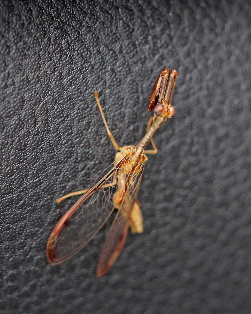 Four-spotted Mantidfly from Christmas, Florida, United States on June ...