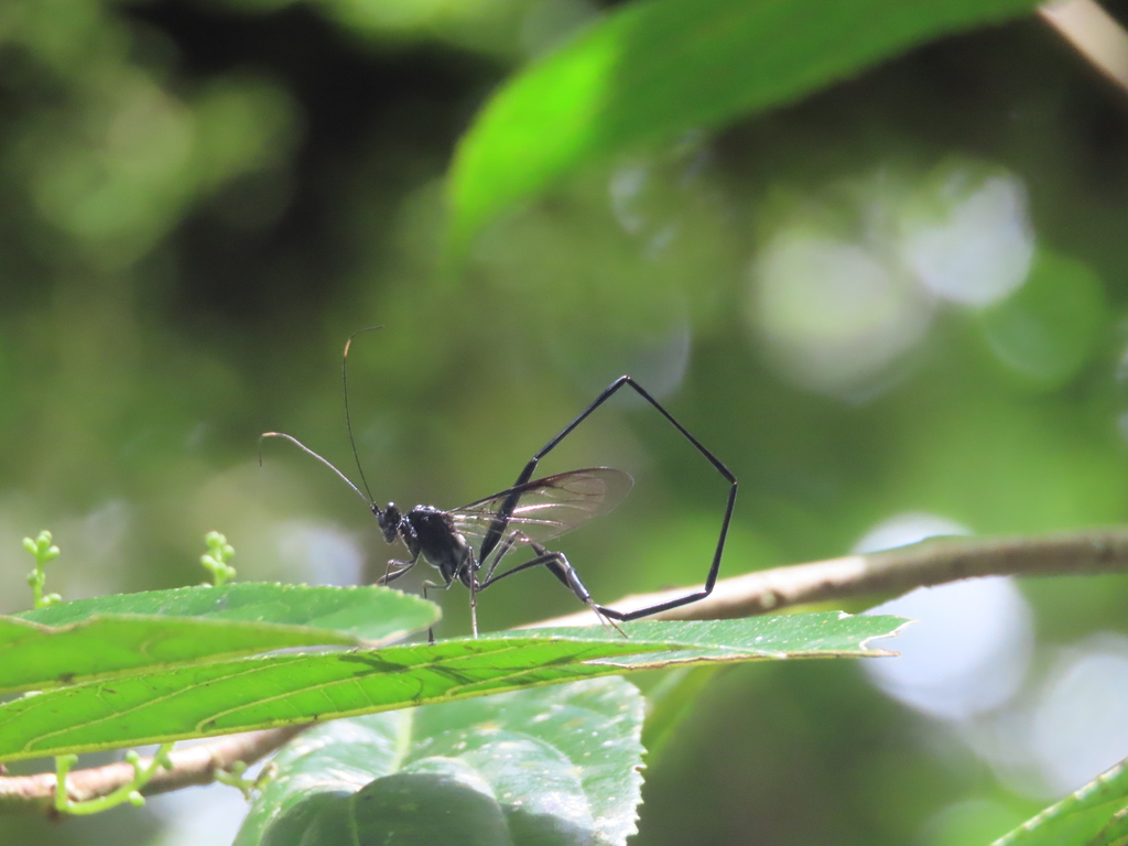 American Pelecinid Wasp from Los Naranjos, Provincia de Chiriquí ...