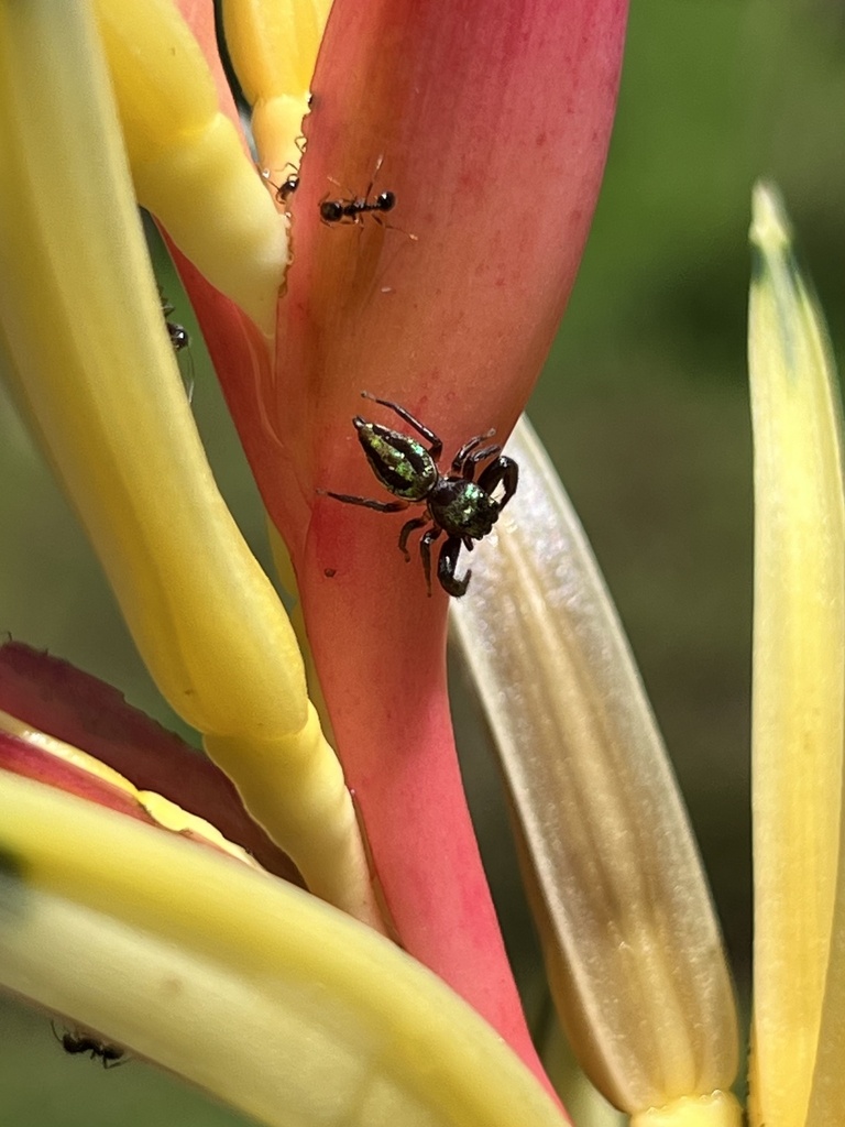 Lurio from Osa, Puntarenas, CR on June 23, 2024 at 12:42 PM by ...