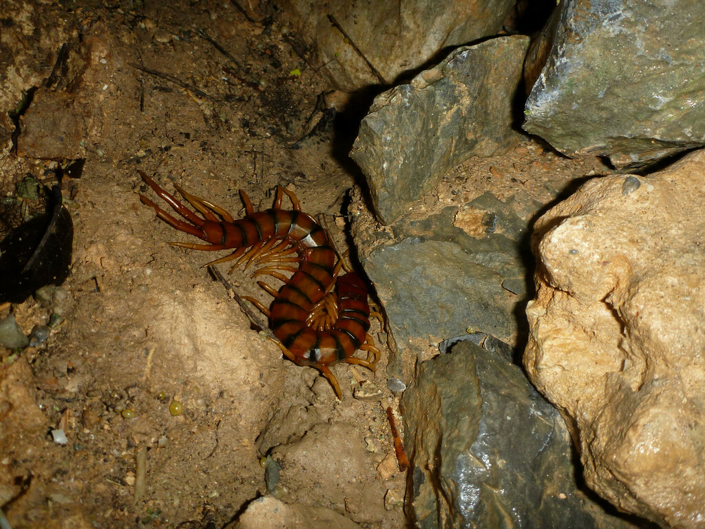 Caribbean Giant Centipede from Minas de Matahambre, Kuba on October 17 ...