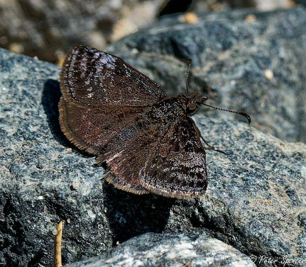 Dreamy Duskywing from Kenora District, ON, Canada on June 8, 2024 at 10 ...