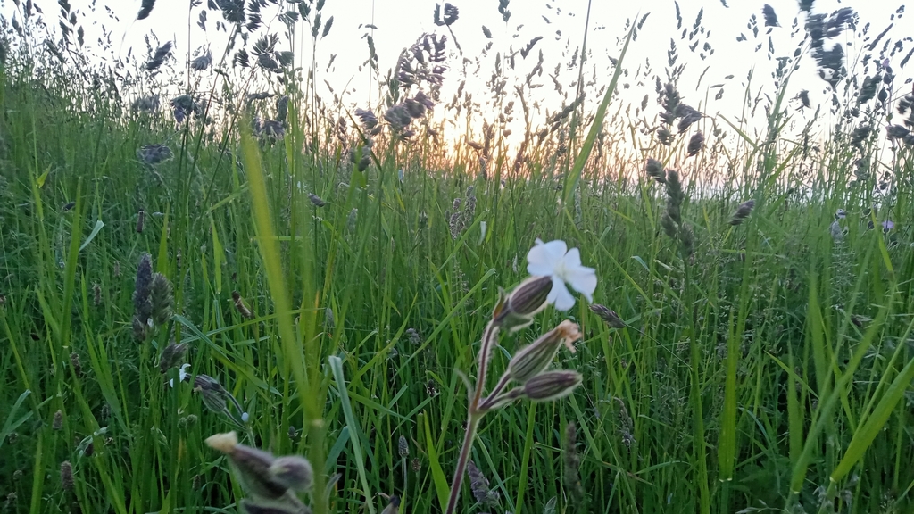white campion from Pilling, Preston PR3 6HA, UK on June 1, 2024 at 09: ...