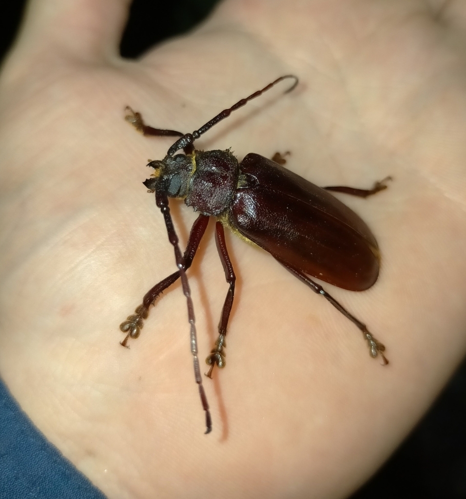 Tooth-necked and Aberrant Longhorn Beetles from Nadgee NSW 2551 ...