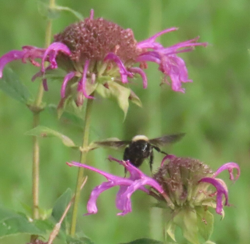 American Bumble Bee from Jefferson, TX 75657, USA on June 17, 2024 at ...