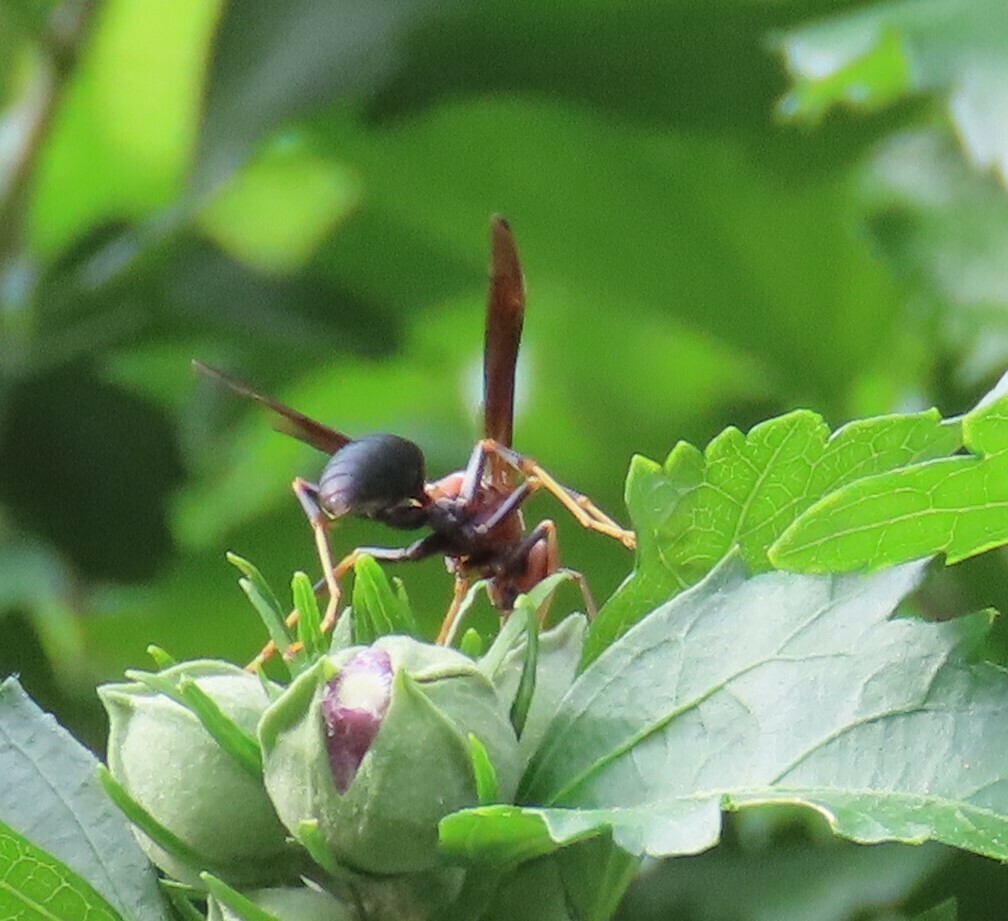 Metric Paper Wasp from Jay Gould Railroad Car on June 17, 2024 at 08:35 AM by margohj · iNaturalist