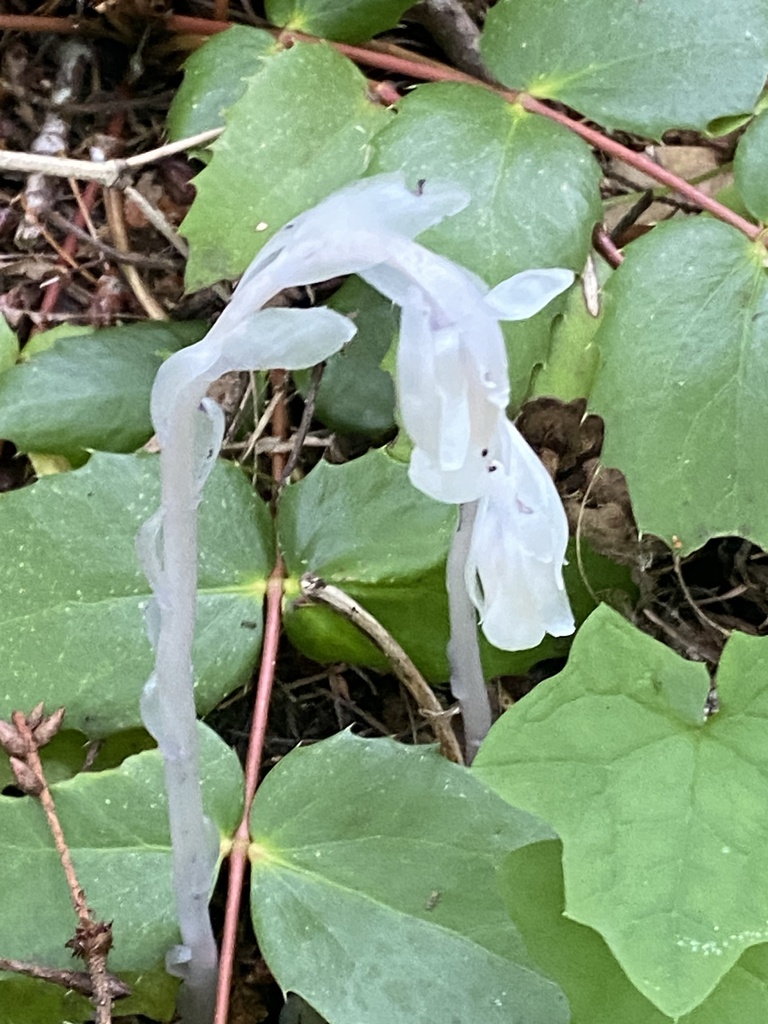 Ghost Pipe from Forest Park Conservancy, Portland, OR, US on June 23 ...