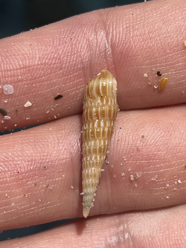 Eastern Auger from Ashe Island, Surf City, NC, US on June 23, 2024 at ...