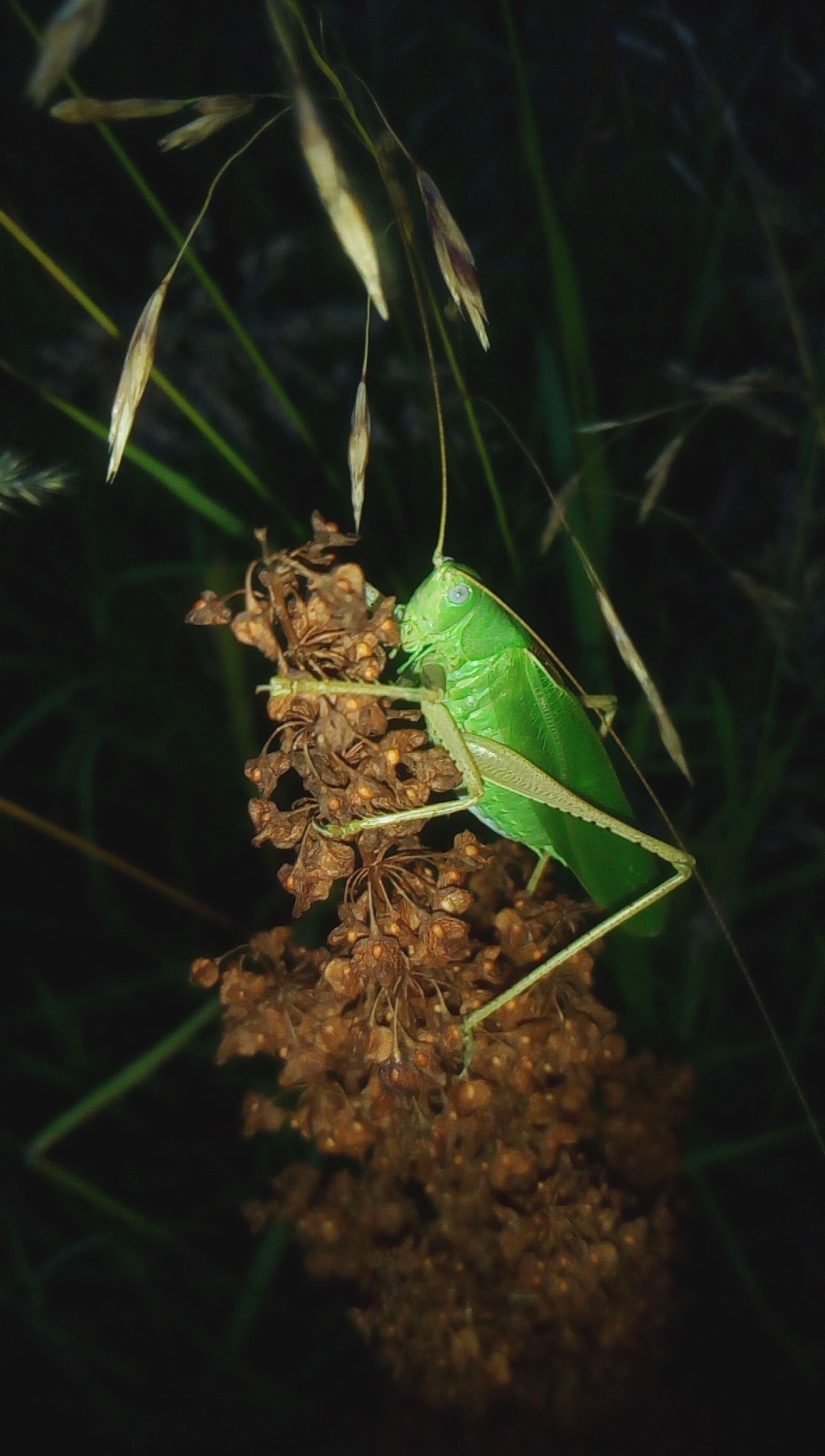 Tettigonia caudata caudata