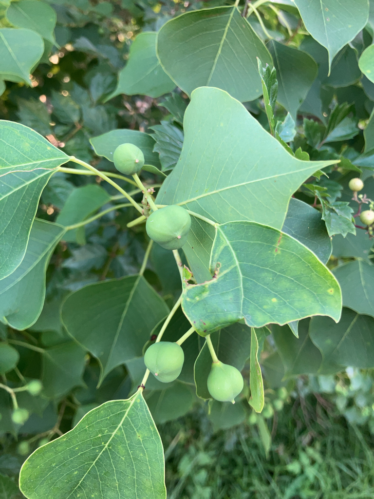 Chinese Tallow from Manvel on June 16, 2024 at 07:04 PM by dr-linville ...
