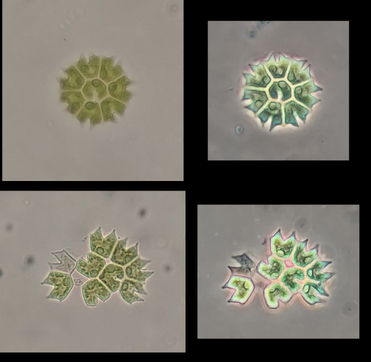 Stauridium tetras from Brisbane QLD, Australia on June 22, 2024 at 02: ...