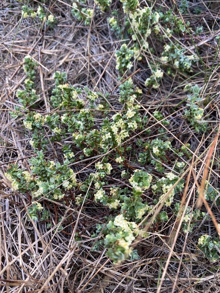 Spiny Rice-Flower from Cambridge Ward, Mount Cottrell, VIC, AU on June ...