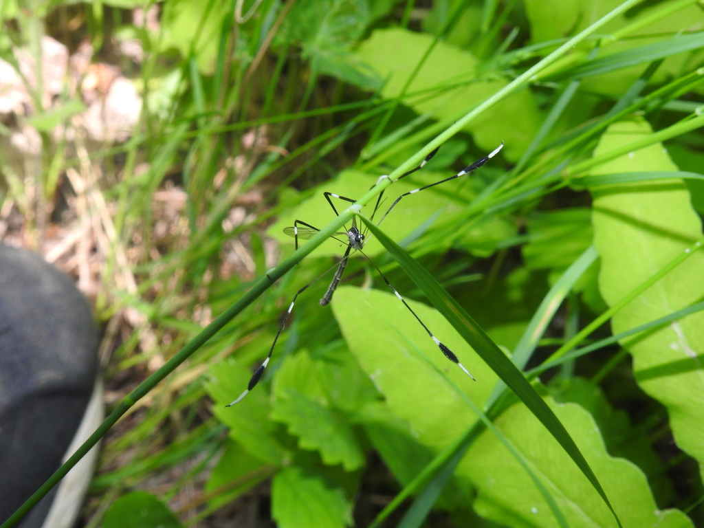 Eastern Phantom Crane Fly from Bertrand, NB, Canada on June 22, 2024 at ...