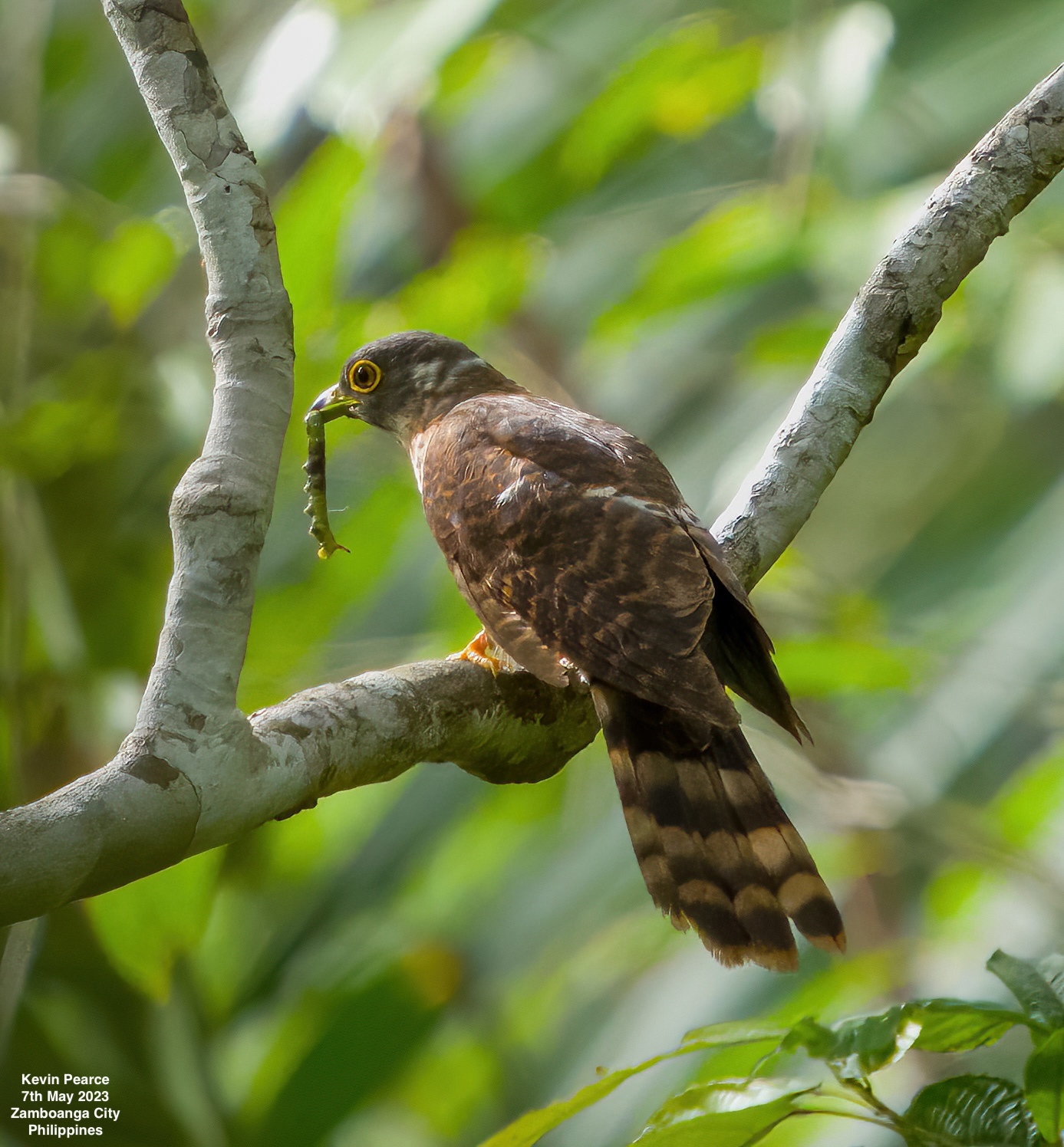 Philippine Hawk Cuckoo