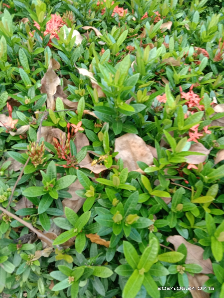 Rothney's Paper Wasp from Kaohsiung, TW-KH, TW on June 24, 2024 at 07: ...