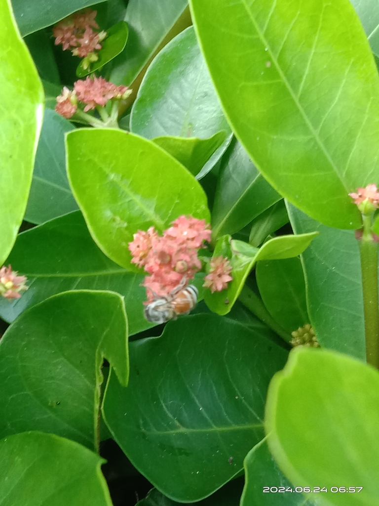 Red Dwarf Honey Bee from Kaohsiung, TW-KH, TW on June 24, 2024 at 06:57 ...