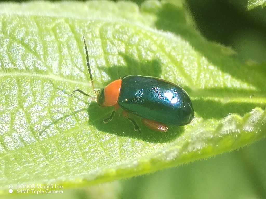 Asphaera abdominalis from Loma Bonita, Tuxtla Gutiérrez, Chis., México ...