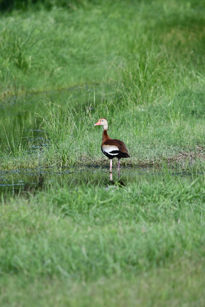 Pijije Alas Blancas desde Centro Cultural, Reynosa, Tamps., MX el 23 de ...