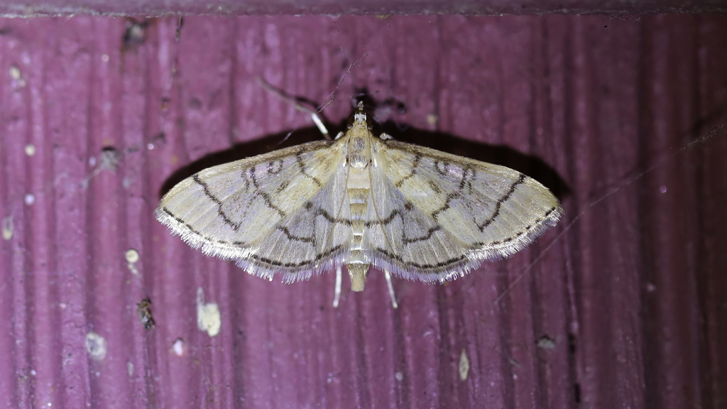 Hollow-spotted Blepharomastix Moth from Wading River, NY, USA on June ...
