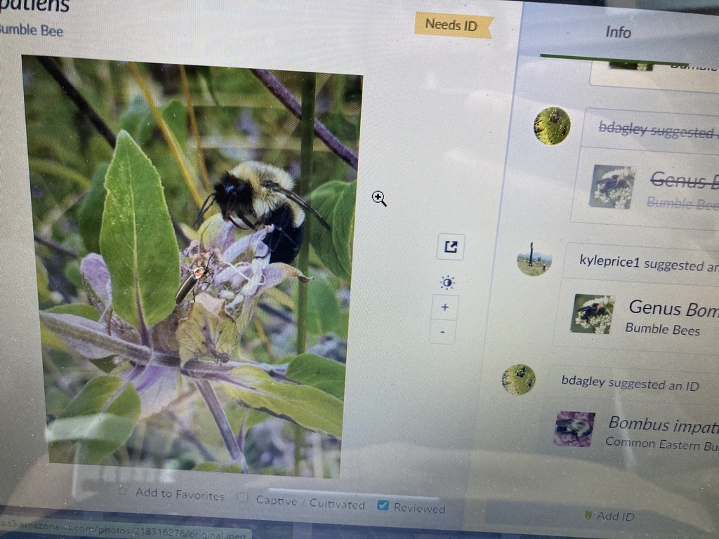 Common Eastern Firefly in June 2024 by bdagley. Beetle observation on a ...