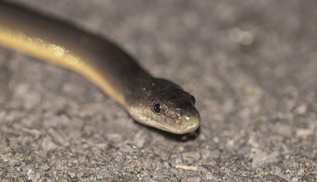 Water Python from Middle Point NT 0822, Australia on April 20, 2024 at ...