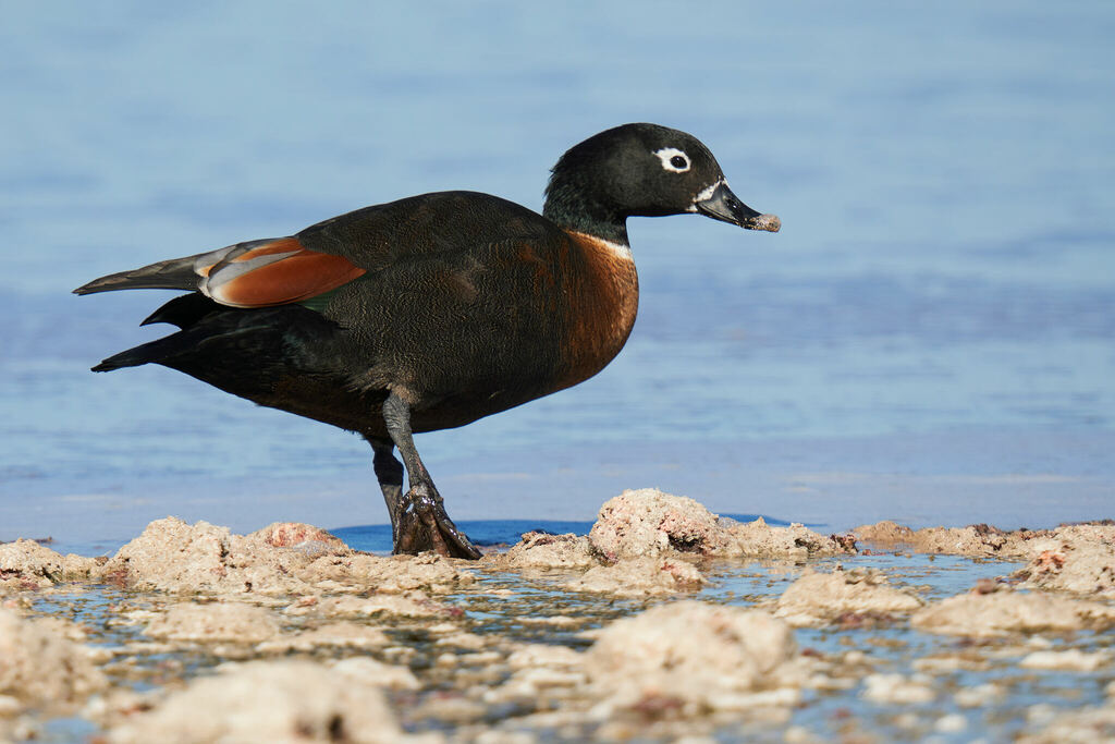 Australian Shelduck from Rottnest Island WA 6161, Australia on May 15 ...