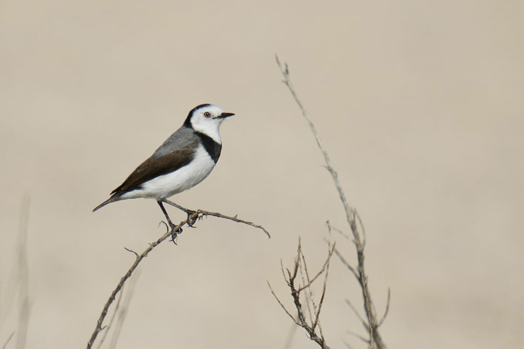 White-fronted Chat from Rottnest Island WA 6161, Australia on May 15 ...