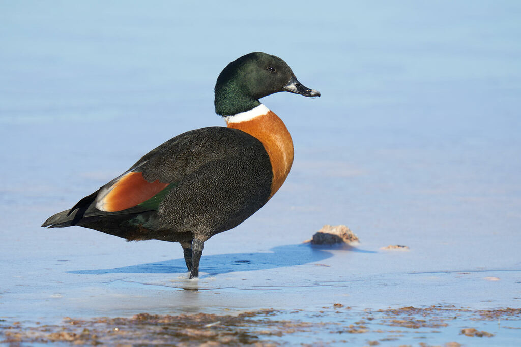 Australian Shelduck from Rottnest Island WA 6161, Australia on May 15 ...