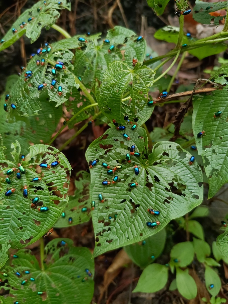 Asphaera abdominalis from Parque Nacional Bosque del Pedregal, Ciudad ...