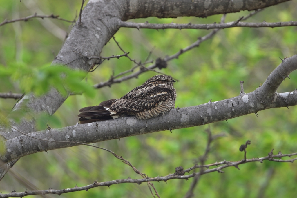 Lesser Nighthawk from 71997 Oax., México on June 21, 2024 at 10:12 AM ...