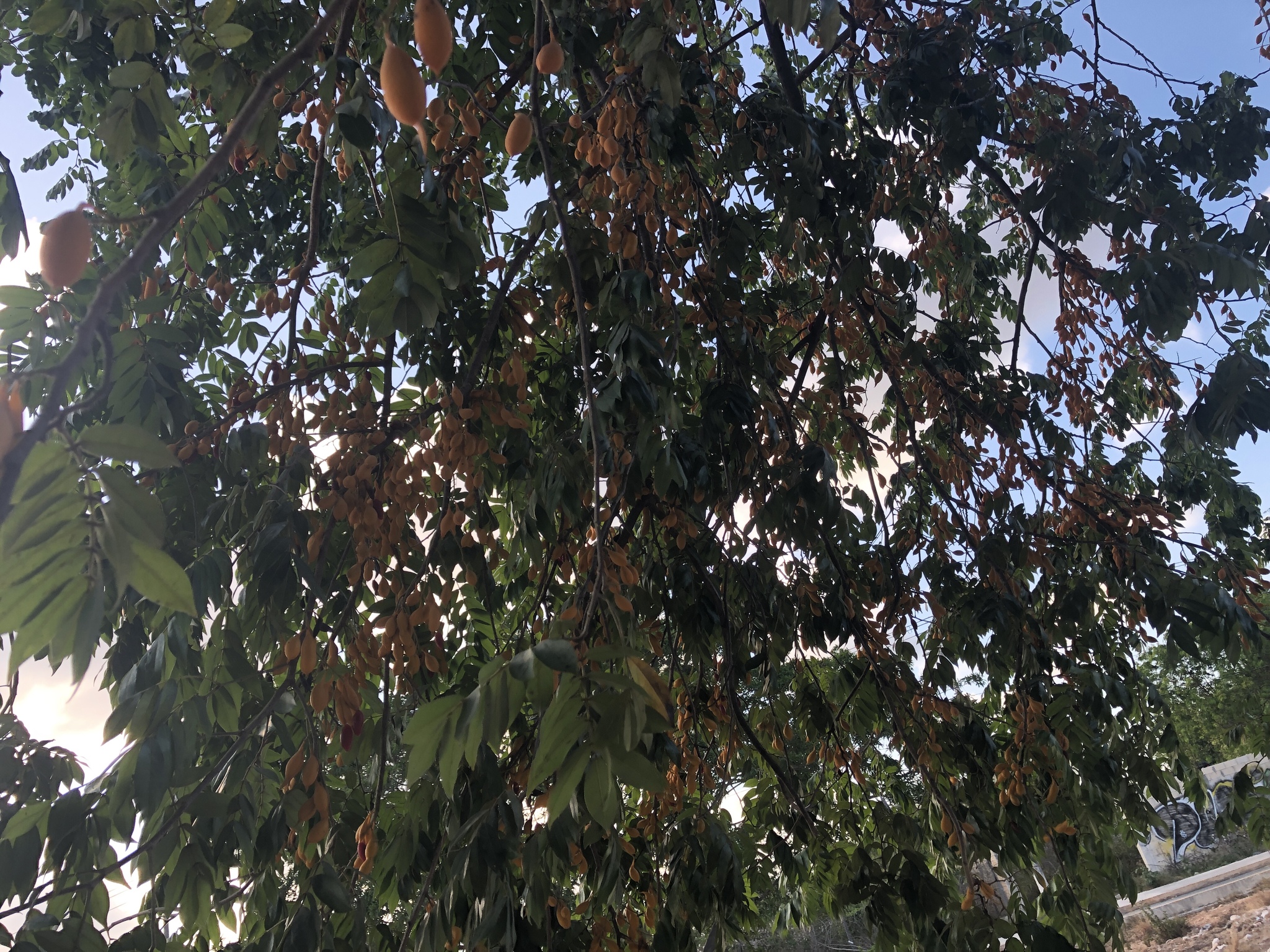 Swartzia cubensis (Britton & P.Wilson) Standl.